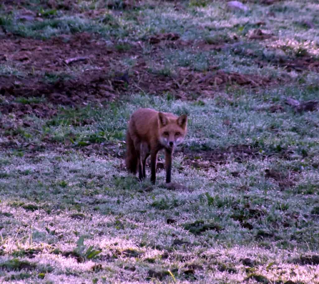 Around the Farm Friday: Red Fox