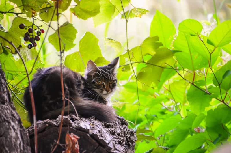 What Really Happens When You Drop a Cat Off at a Farm