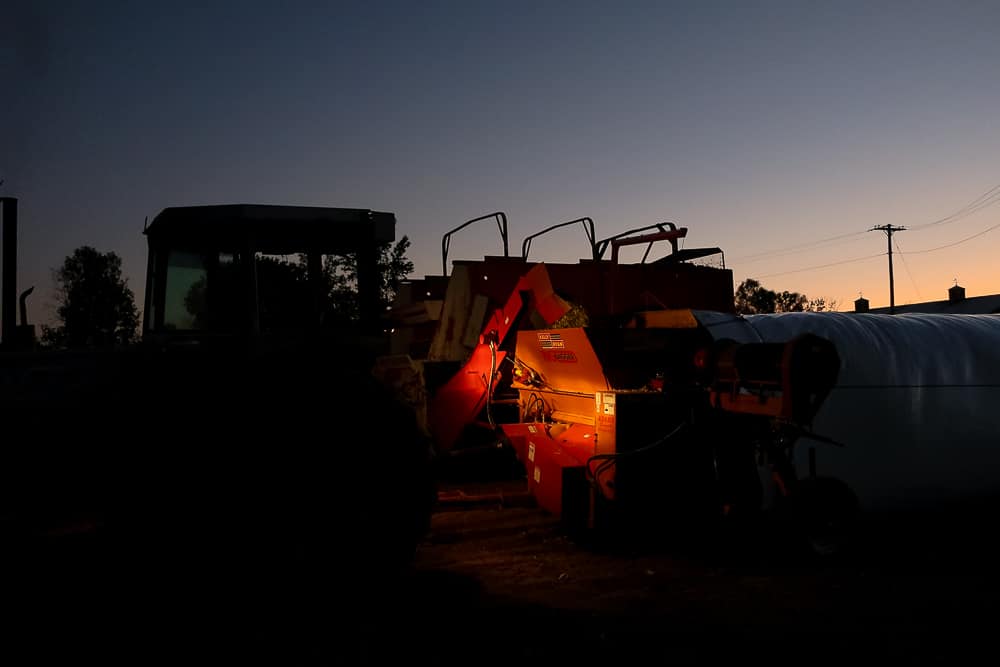 Chopping Corn Silage for Feed