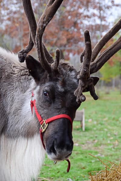 Meet Ontario County's Resident Reindeer