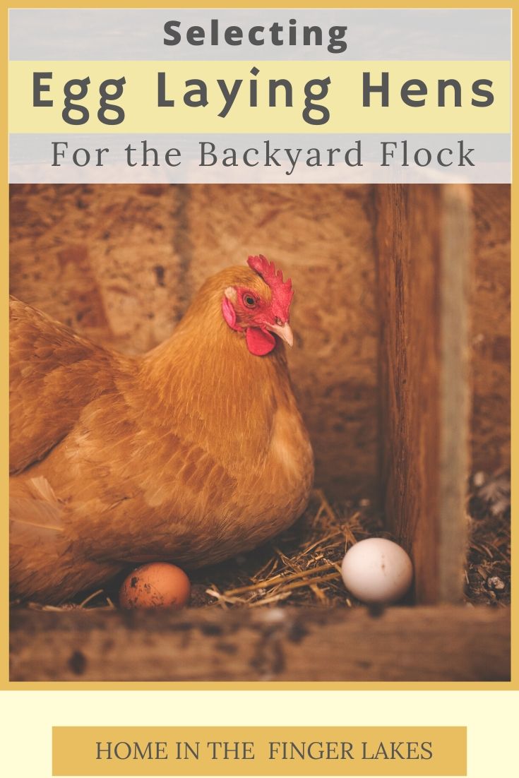 Selecting Egg Laying Chickens For My Backyard Flock