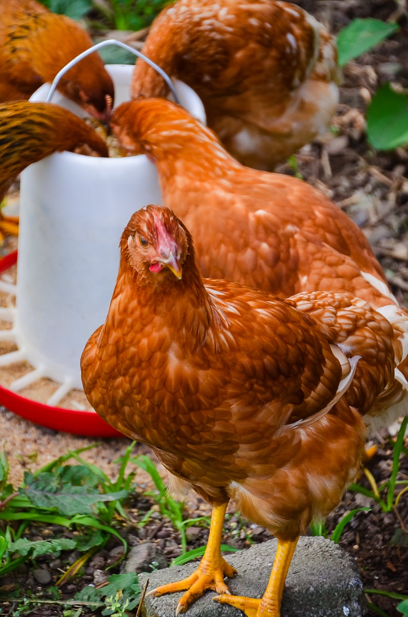 Everything You Need to Know About Brooder Temperature for Baby Chicks ...