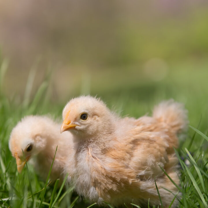 What To Do During the Dead of Winter To Prepare For Spring Chicks ...