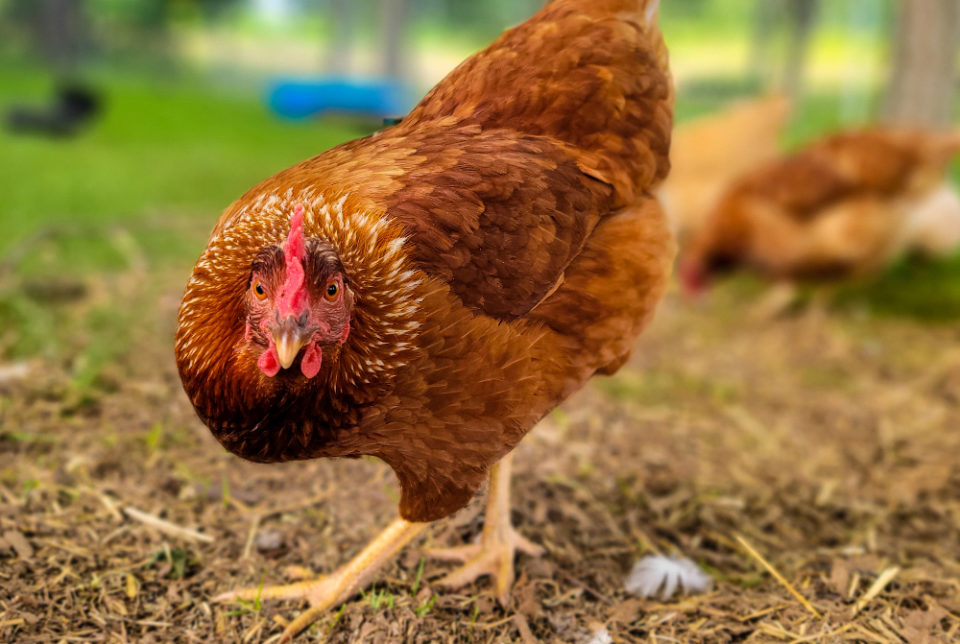 5 Underrated Hybrid Chicken Breeds That Are A Joy To Keep