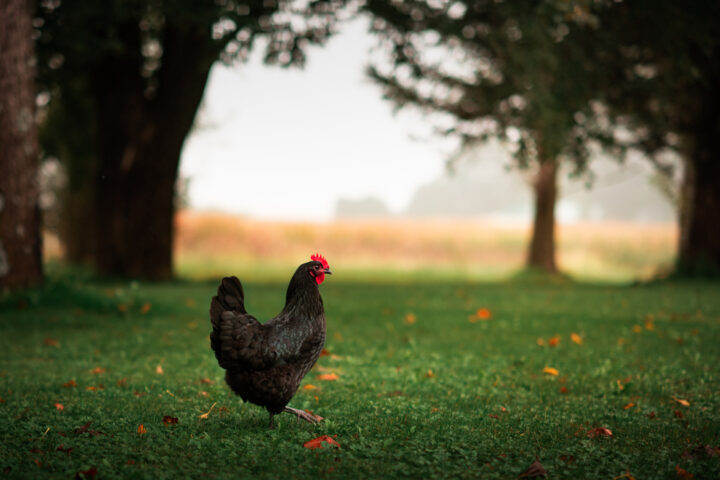 The Best Docile Chicken Breeds For Your Backyard Flock