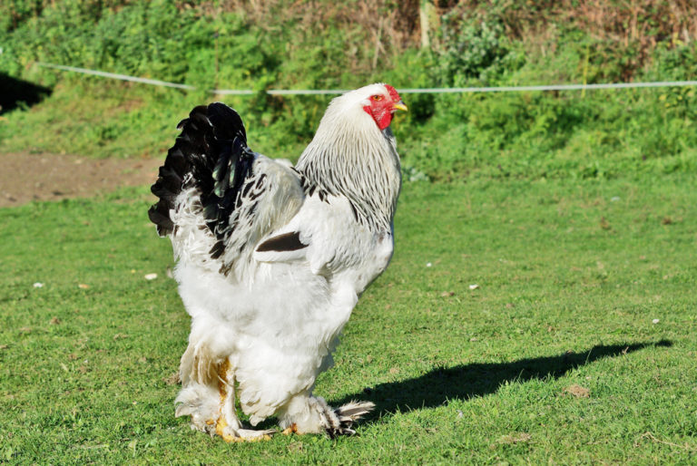 The Best Docile Chicken Breeds For Your Backyard Flock