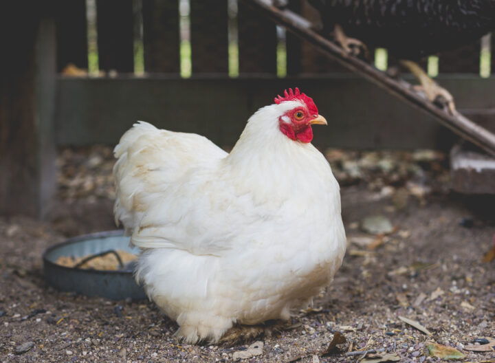 The Best Docile Chicken Breeds For Your Backyard Flock