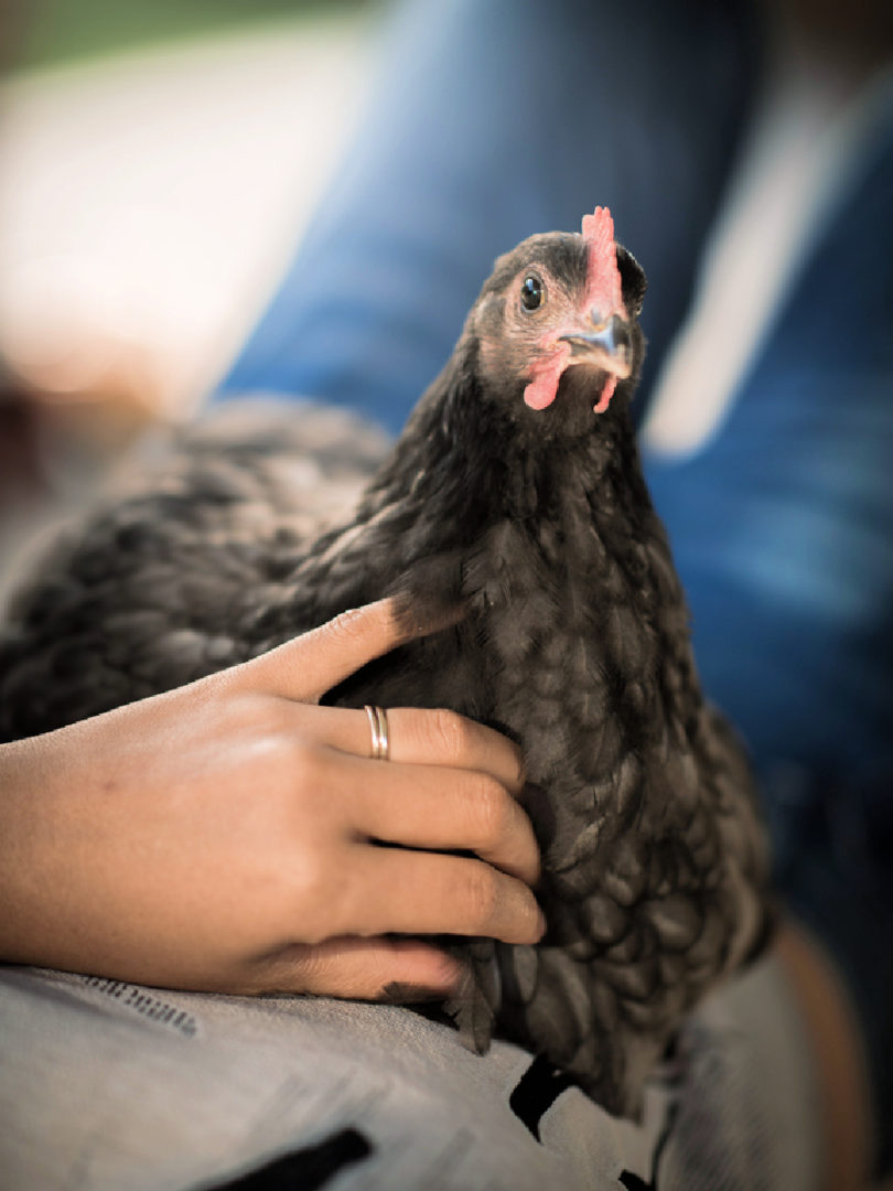 The Best Docile Chicken Breeds For Your Backyard Flock