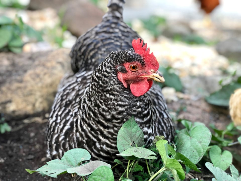 The Best Docile Chicken Breeds For Your Backyard Flock