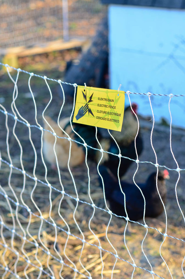 5 Things I Wish I Had Known About Premier 1 Electric Poultry Net Sooner