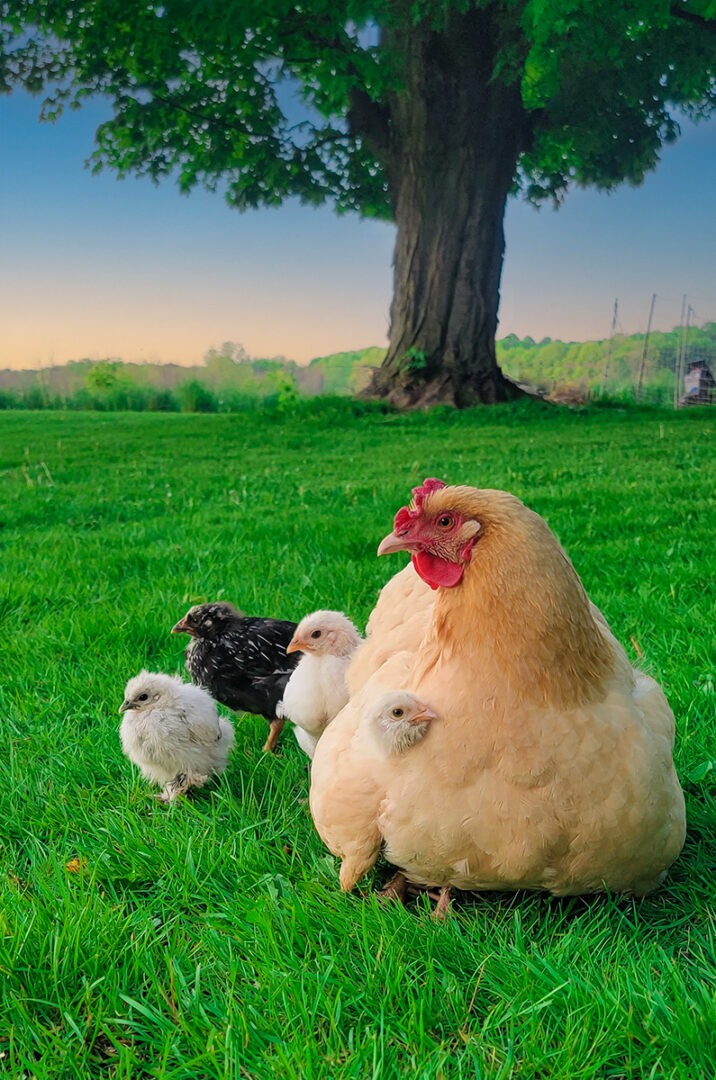 Coop Cohabitation: Can Chickens and Ducks Live Together?