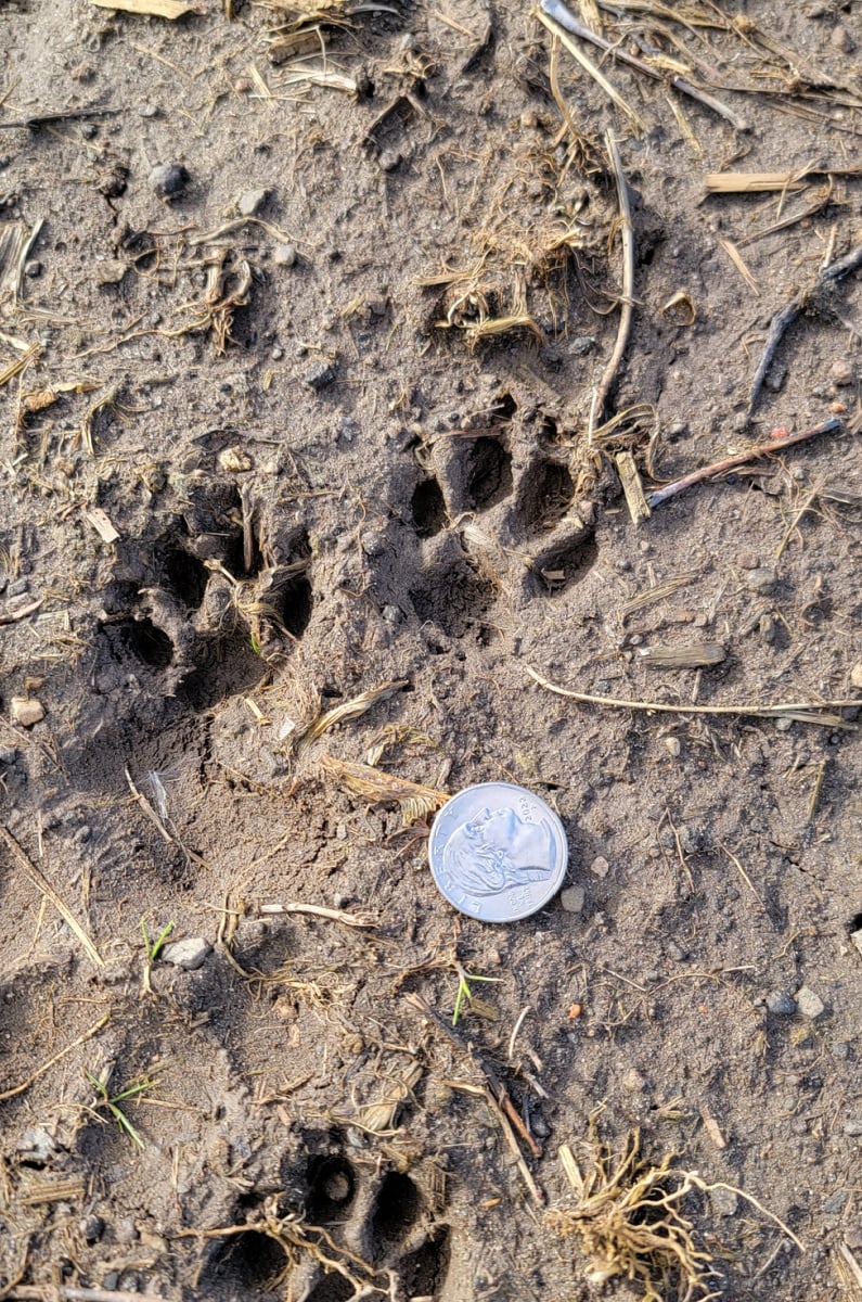 Fending off Foxes: A Guide to Keeping Your Backyard Chickens Safe