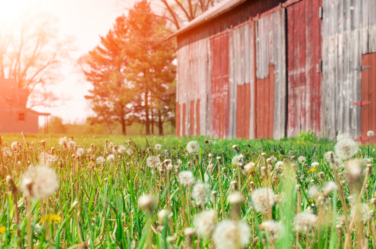 Old Farm Sayings: 20 Life Lessons from Our Grandparents