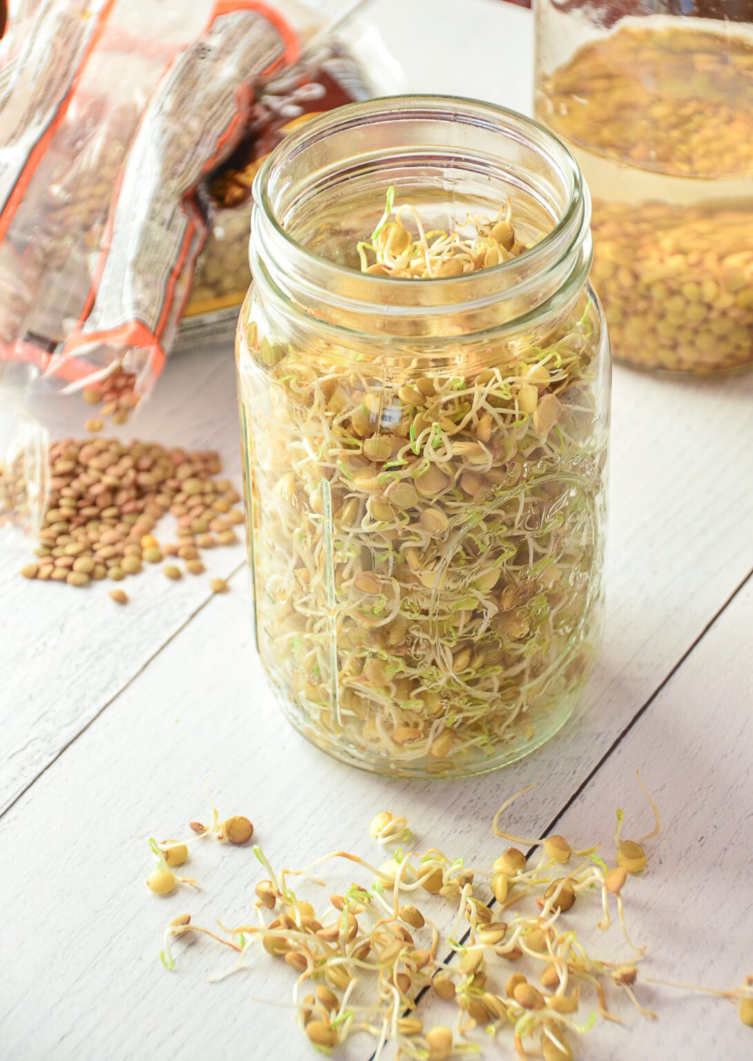 Step by Step Guide To Sprouting Lentils for Chickens