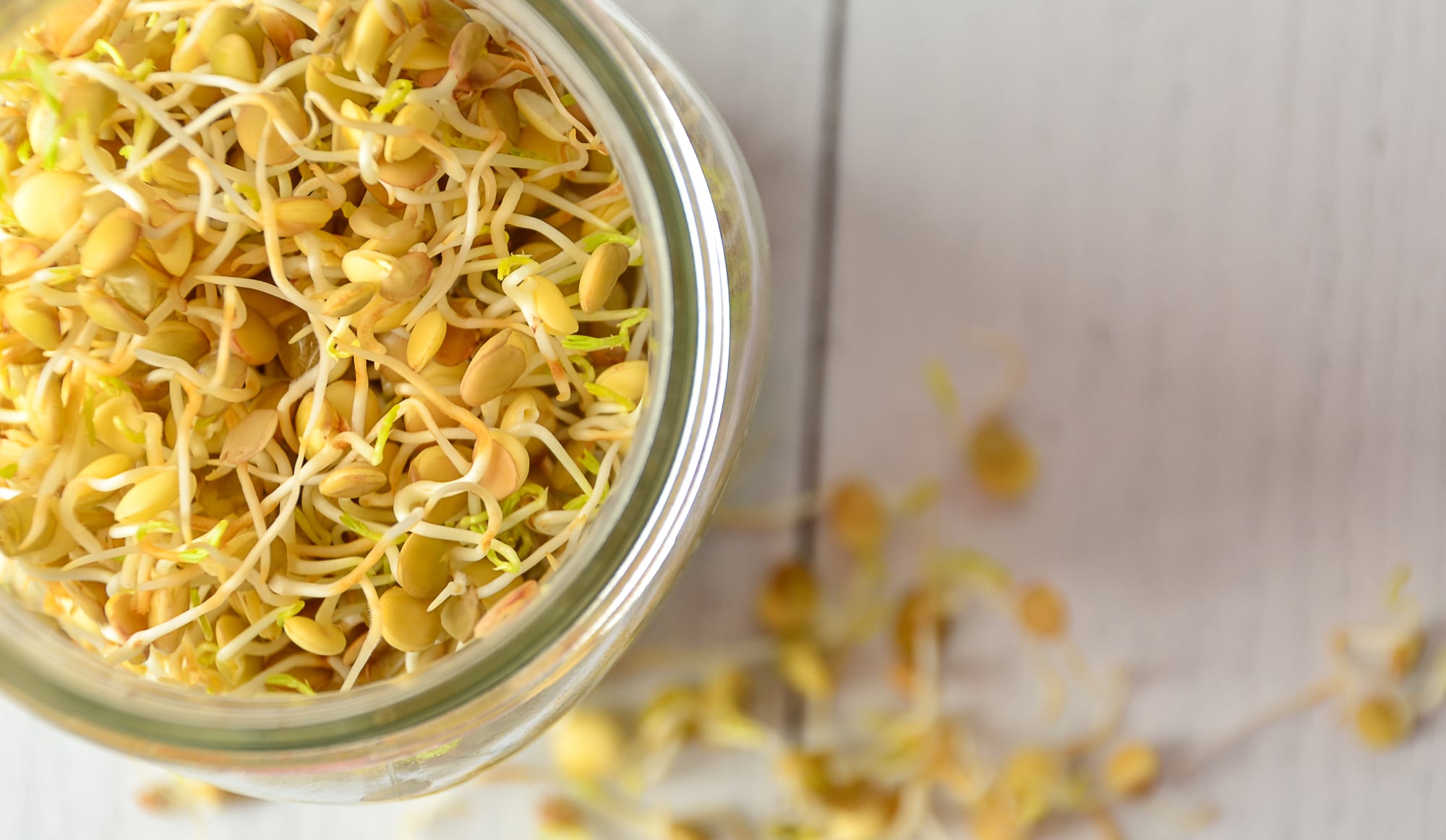 Step by Step Guide To Sprouting Lentils for Chickens
