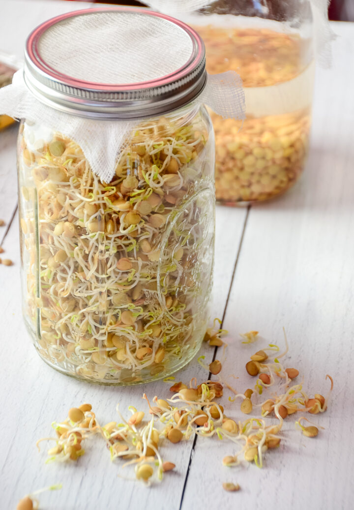 Step by Step Guide To Sprouting Lentils for Chickens